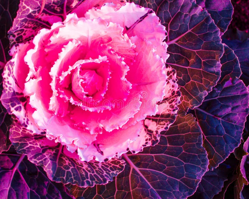 Decorative Cabbage Tinted in Pink Neon. Stock Image - Image of leafy ...