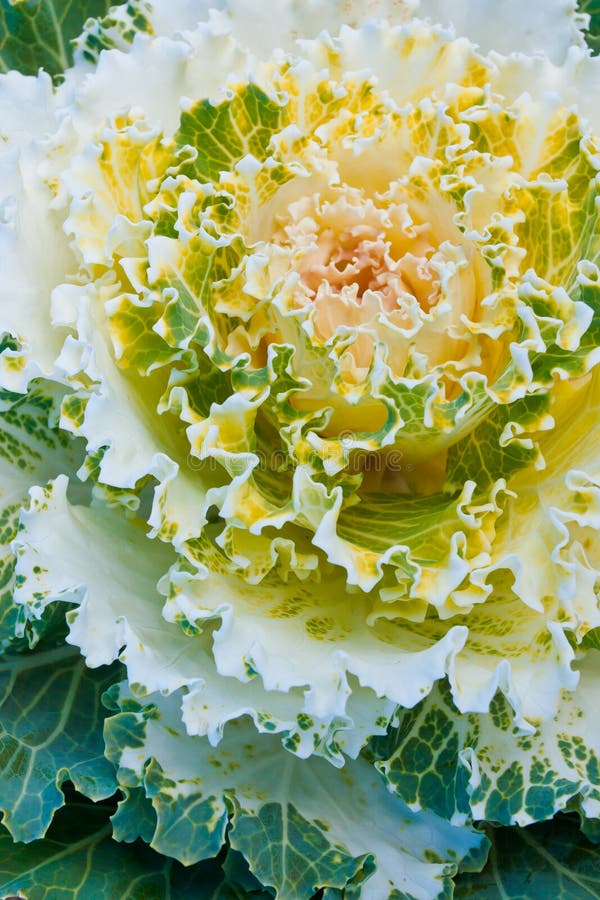 Decorative cabbage stock image. Image of flowering, food - 30914921