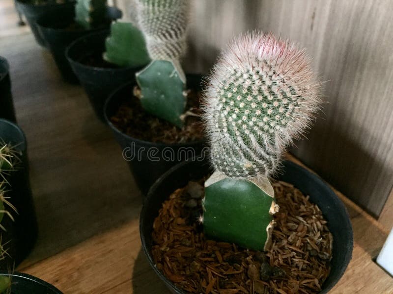 Decorative Cactus Plants with Cute Shapes Stock Photo - Image of cactus ...