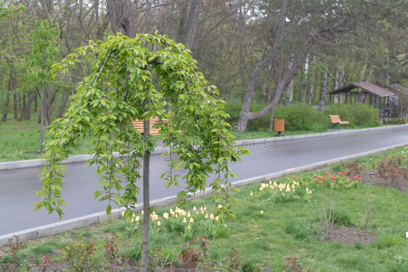 A Decorative Cherry Tree with Branches Bent Down in the Park Stock ...