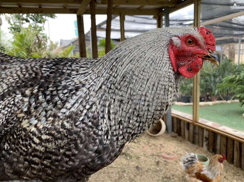 Decorative Chickens in an Aviary Stock Image - Image of decorative ...