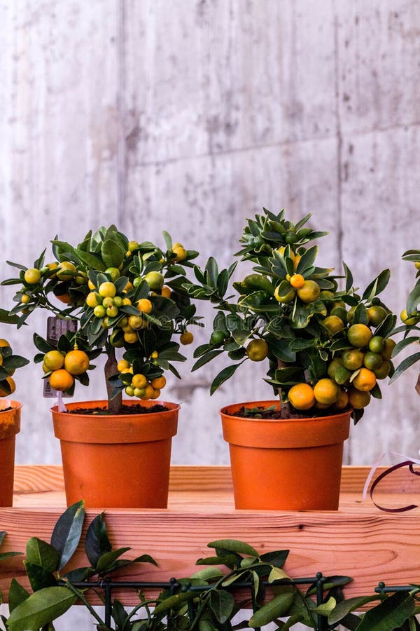 Decorative Citrus Tree. Fruit Tree in a Pot Stock Photo - Image of ...