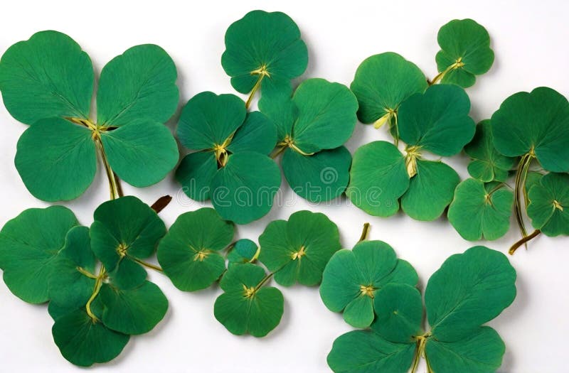 Decorative clover leaves stock illustration. Illustration of three ...