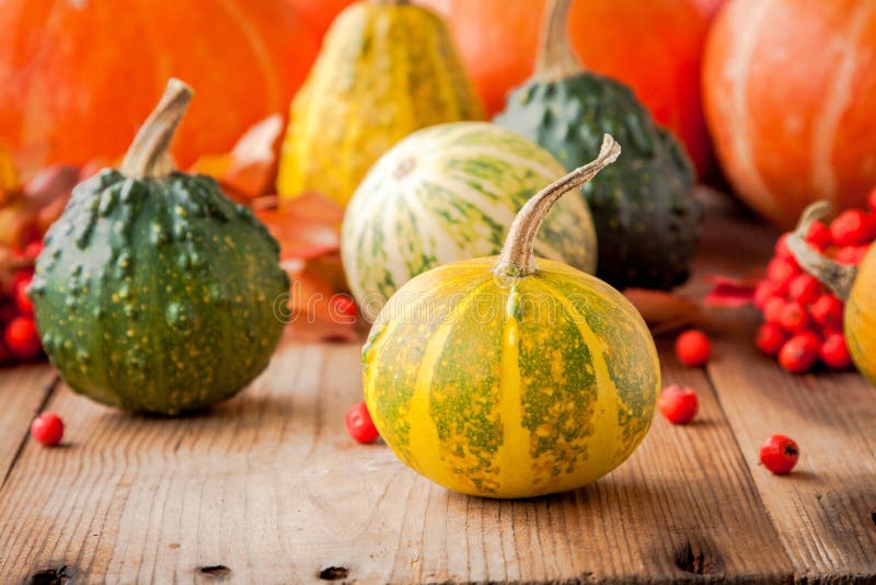 Decorative Colored Mini Pumpkins Stock Photo - Image of decoration ...