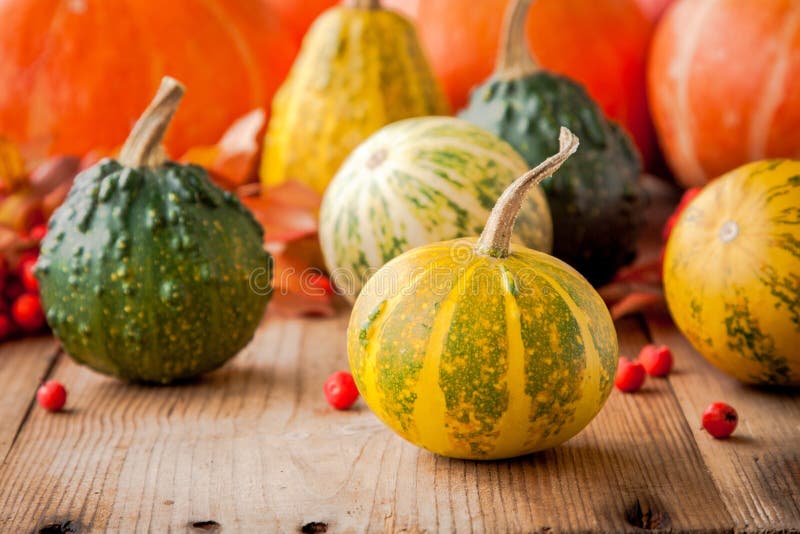 Decorative Colored Mini Pumpkins Stock Photo - Image of holiday, crop ...