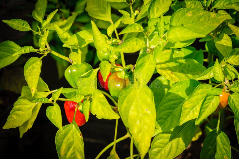 Decorative Colored Small Peppers. Red Pepper in Focus Stock Photo ...