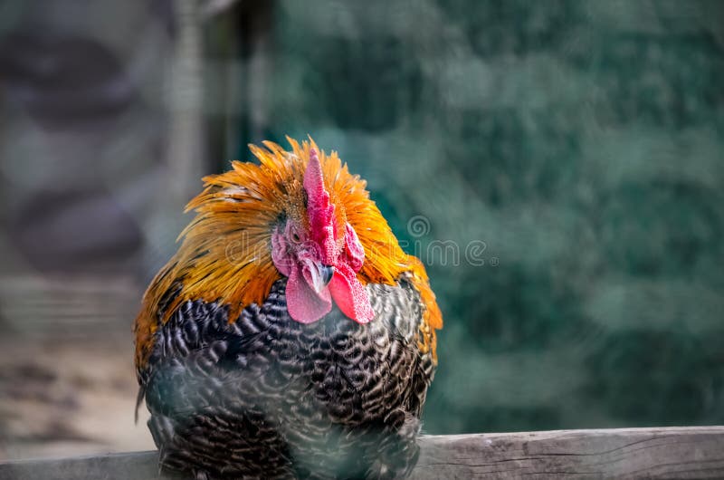 Rooster Sitting On The Ground Stock Photo - Image of male, bird: 27082564