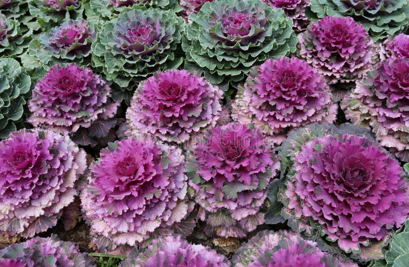 Colour Cabbage Isolated on White Stock Image - Image of fresh, tasty ...