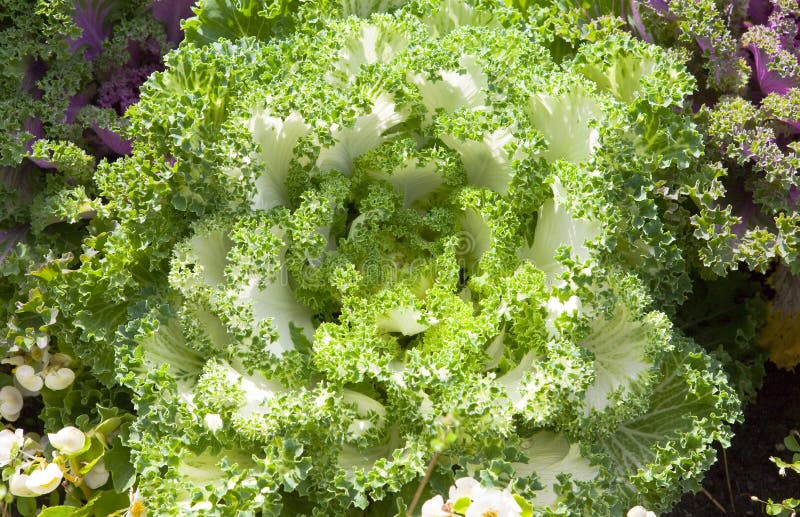 Decorative Coloured Cabbage Stock Image - Image of colorful, fresh ...