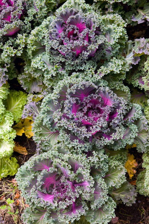 Decorative Coloured Cabbage in Garden Stock Photo - Image of nutritious ...