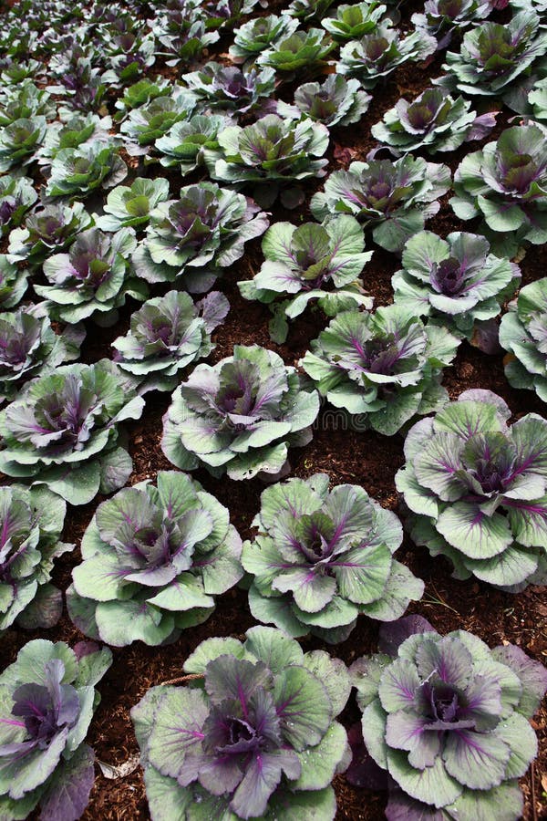 Decorative Coloured Cabbage in Farm Stock Photo - Image of lettuce ...