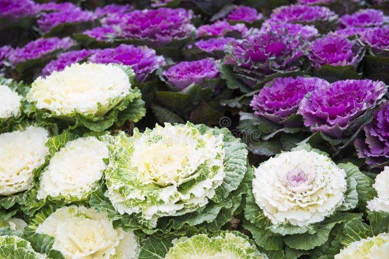 Decorative Coloured Cabbage in Garden Stock Photo - Image of nutritious ...