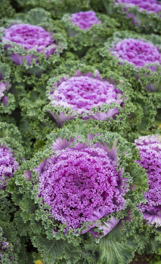 Decorative Coloured Cabbage in Garden Stock Photo - Image of nutritious ...