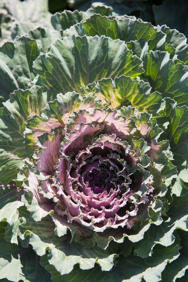 Decorative Coloured Cabbage in Garden Stock Photo - Image of ...