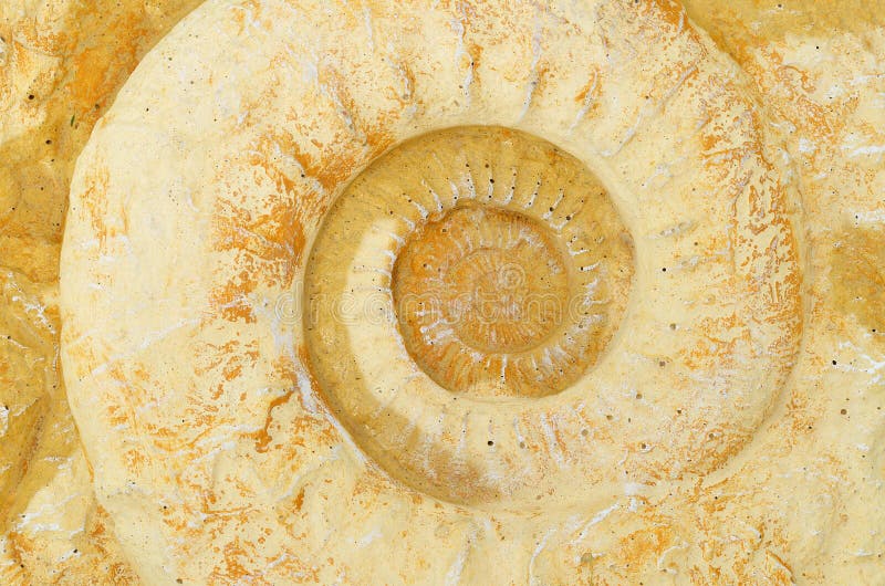 Decorative Concrete Tile Shaped Like Shell Stock Photo - Image of gray ...