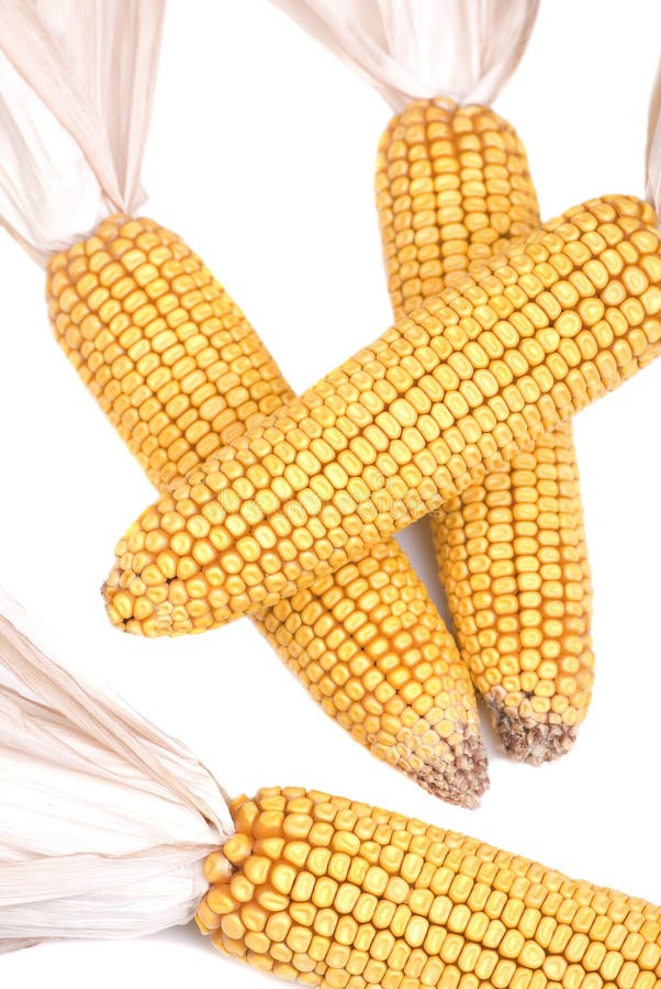 Three indian corn alpha stock image. Image of fancy, cobs - 1356719