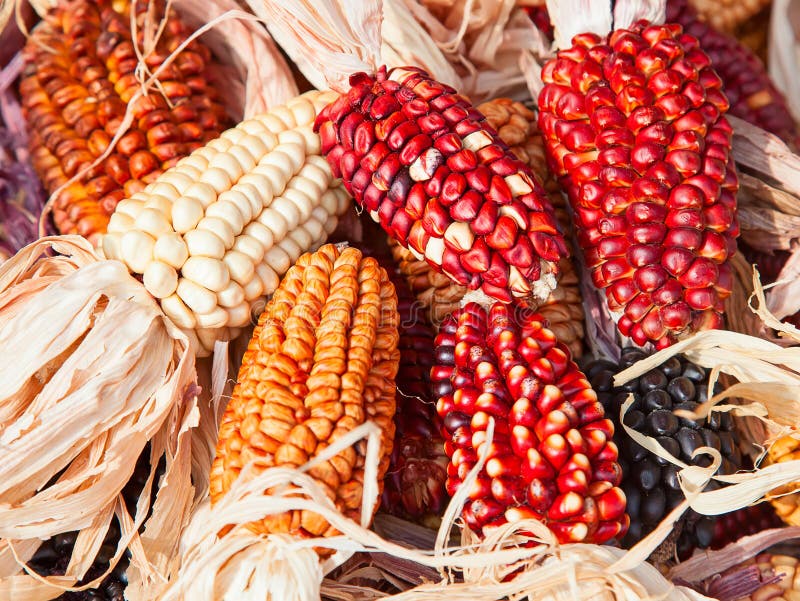 Decorative corn stock image. Image of orange, cereal - 19258633