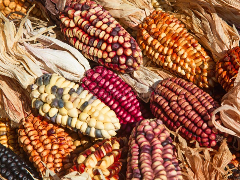 Decorative corn stock image. Image of orange, cereal - 19258633