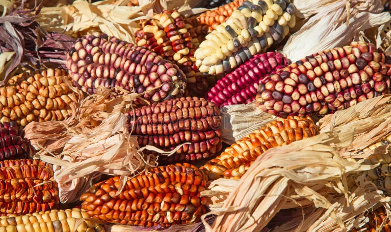 Decorative corn stock photo. Image of kernel, large, collection - 16026602
