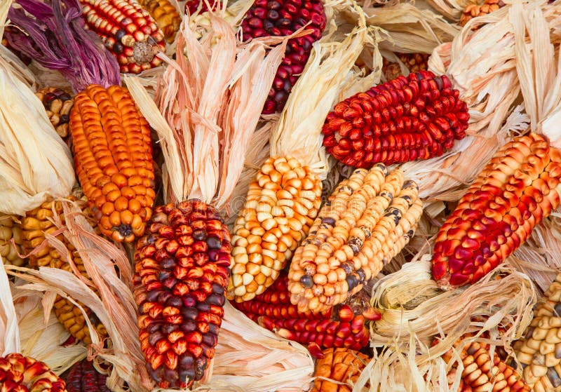 Decorative corn stock image. Image of orange, cereal - 19258633