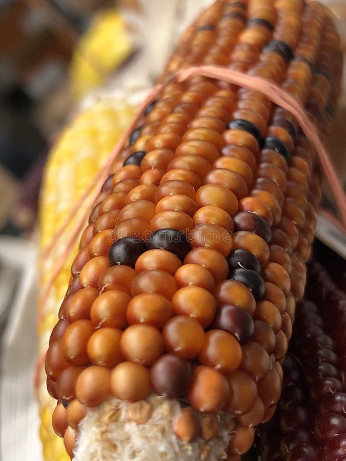 Decorative Corn Grocery Store Autumn Vivid Stock Photo - Image of ...