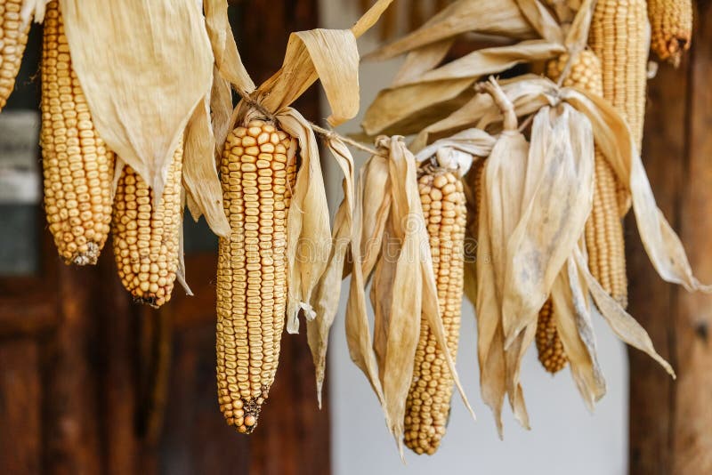 Decorative Corn in Hanging in a Traditional Peasant House Stock Photo ...