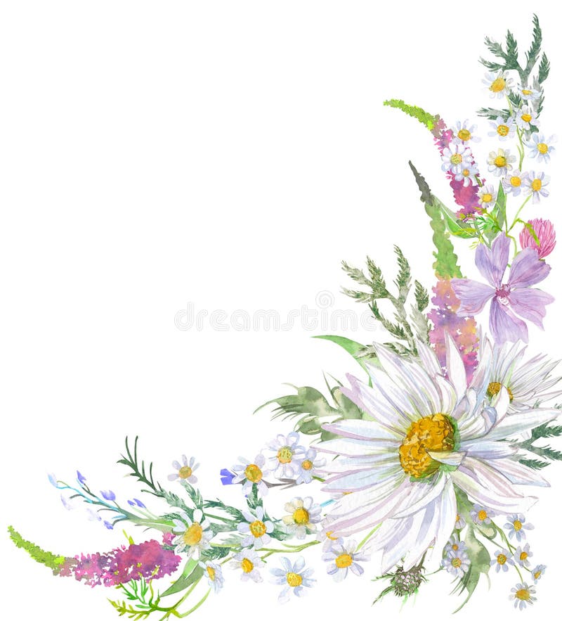 Decorative Corner of Flowers with Daisies and Herbs Isolated Stock ...