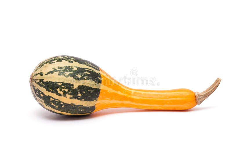 Decorative courd stock image. Image of orange, halloween - 26672579