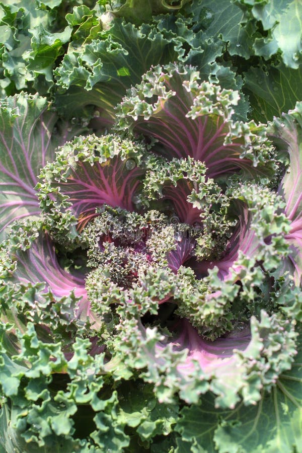 Decorative curly kale stock image. Image of organic, leaf - 36238947