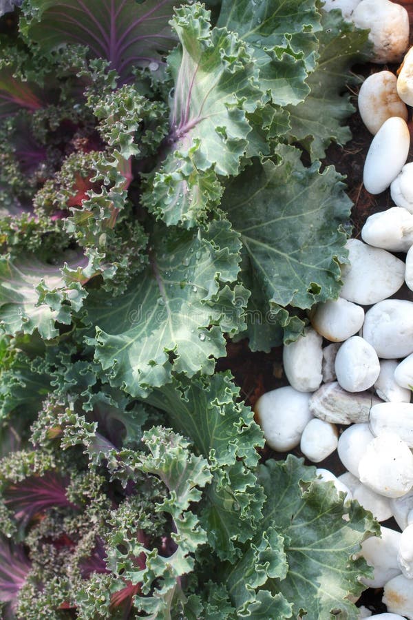 Decorative curly kale stock photo. Image of cabbage, brassica - 36238956