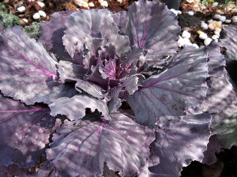 Decorative curly kale stock image. Image of fall, fresh - 36239801
