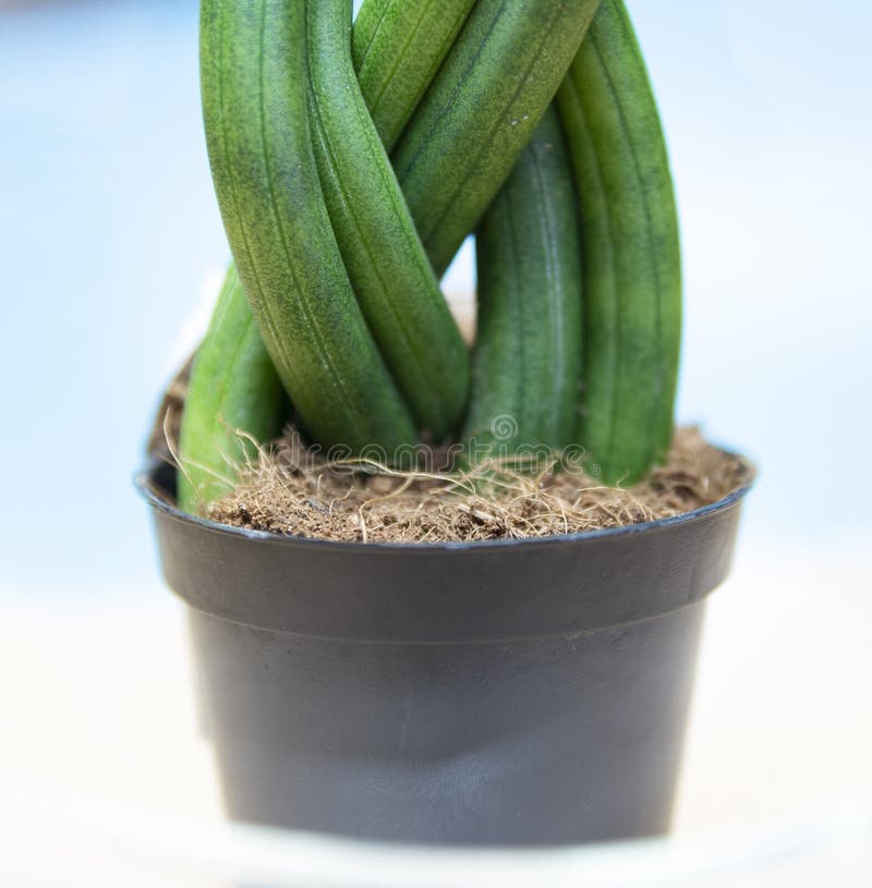 Decorative Curly Plant in a Transparent Vase on a Gray Background Stock ...