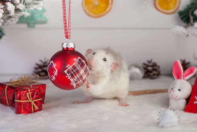 Christmas rat stock image. Image of little, festive, rodent - 17343713