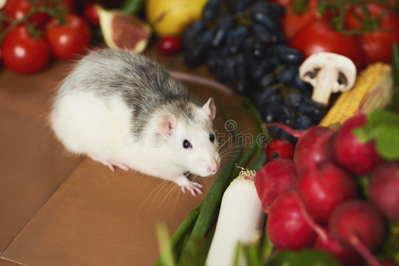 451 Raw Rat Stock Photos - Free & Royalty-Free Stock Photos from Dreamstime