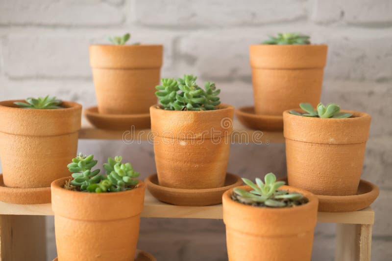 Decorative Different Plants Stock Image - Image of botany, clay: 80438671
