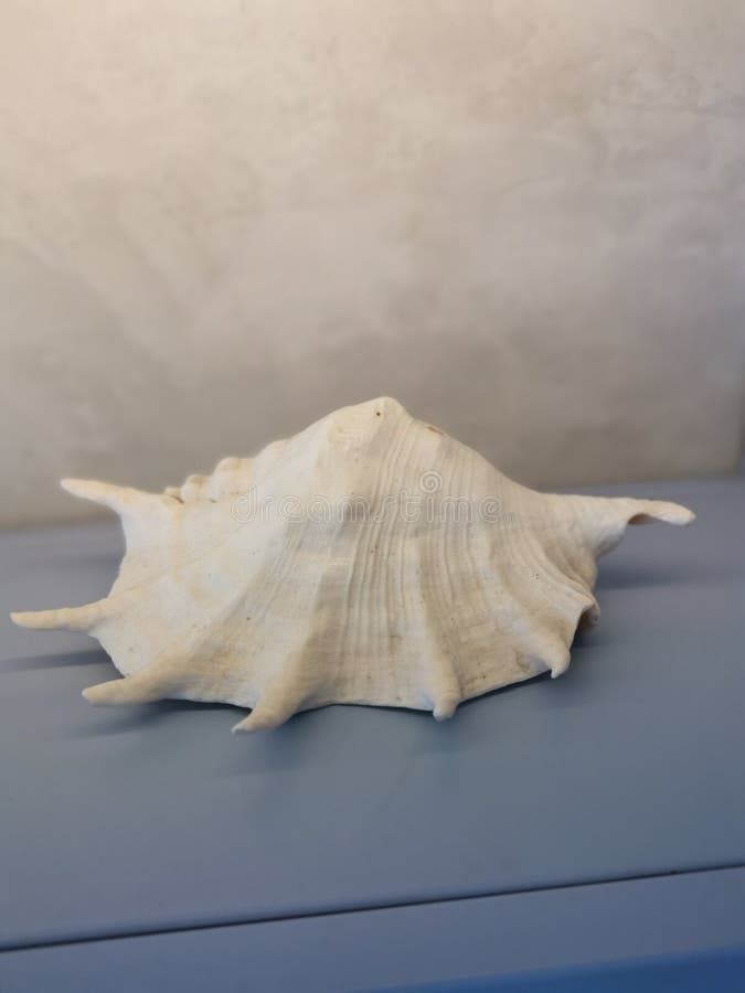 Display of the Dead Jaw Bone Skeleton of the Shark. Stock Photo - Image ...