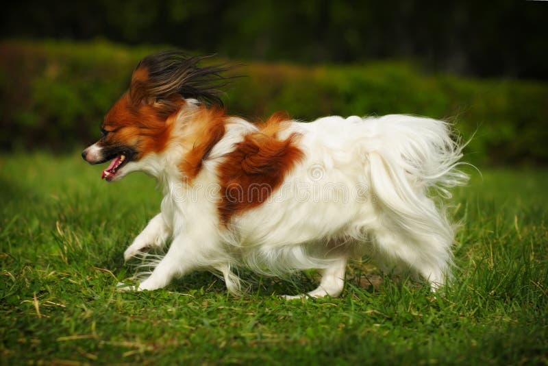 Decorative Dog Papillon Summer Running Stock Photo - Image of purebred ...
