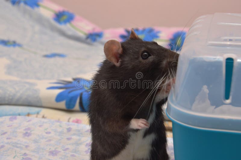 Decorative domestic rat stock photo. Image of rodents - 246475394