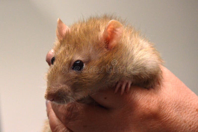 Decorative rats stock photo. Image of face, close, mammal - 245103274