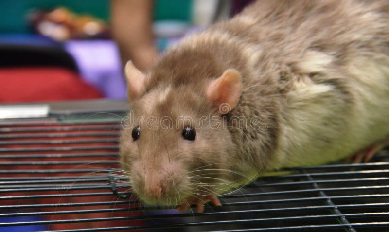 Decorative rats stock photo. Image of closeup, background - 245104250