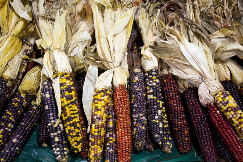 Decorative dried corn stock image. Image of collection - 21942891