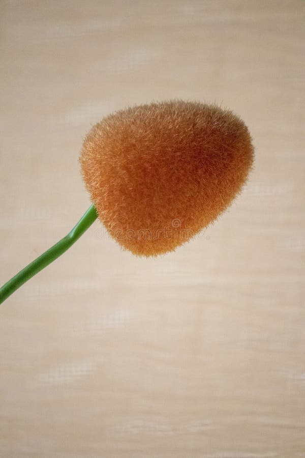 Decorative Dry Round Fluffy Flower in the Shape of an Egg Close-up ...