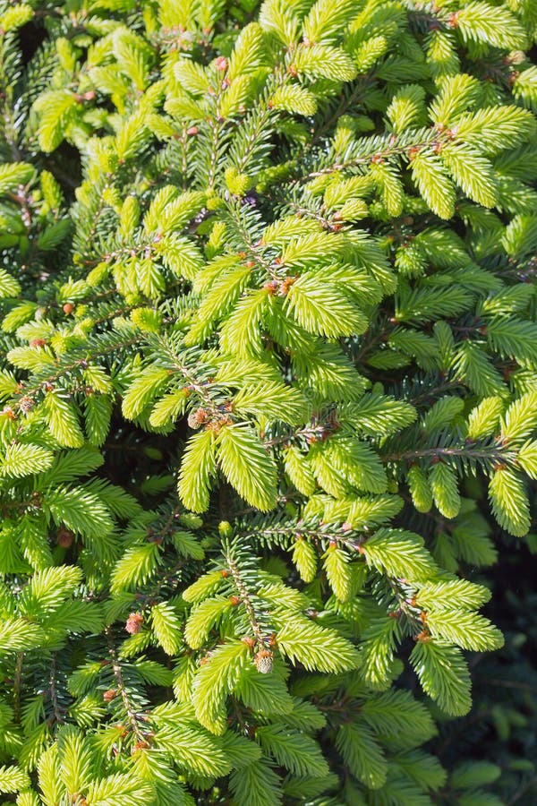 Decorative Dwarf Tree Larch Nidiformis ( Lat. Picea Abies Nid Stock ...