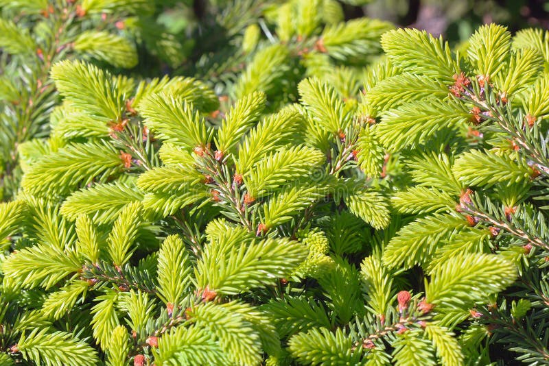 Decorative Dwarf Tree Larch Nidiformis ( Lat. Picea Abies Nid Stock ...
