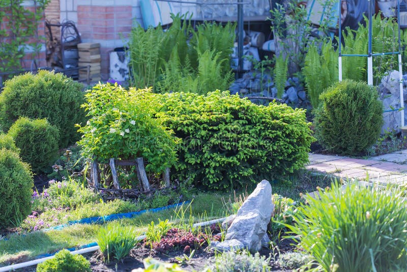 Decorative Dwarf Tree Larch Nidiformis ( Lat. Picea Abies Nid Stock ...