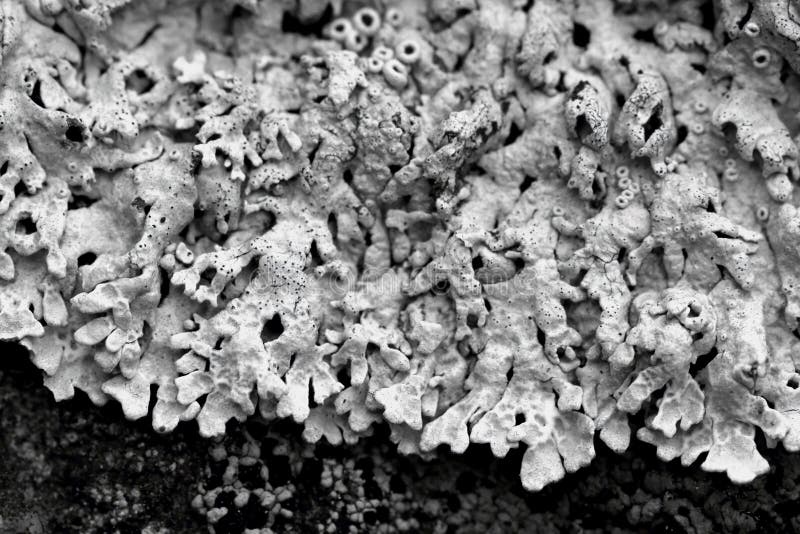 Decorative Element of Arctoparmelia Lichen Stock Image - Image of ...
