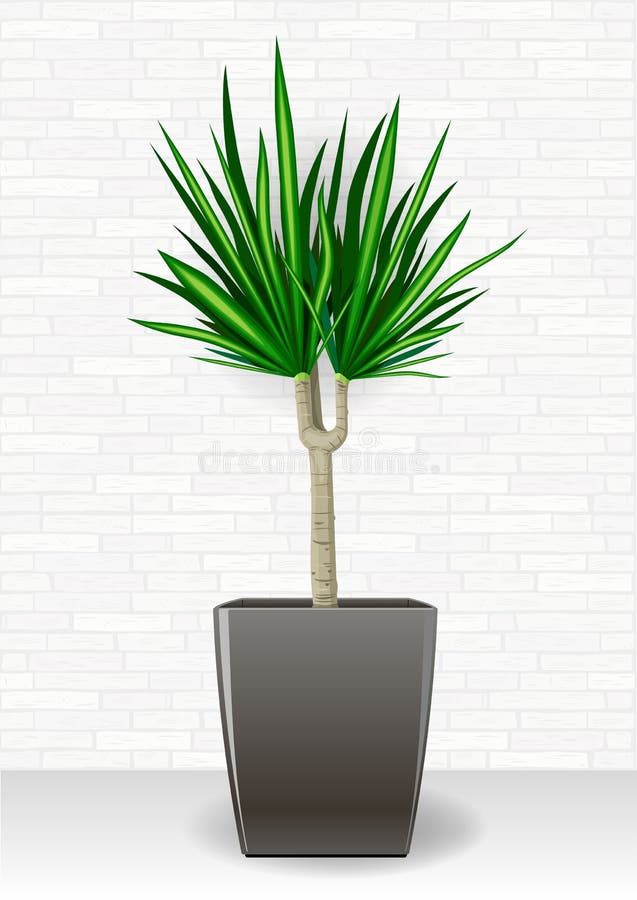 Decorative evergreen plant stock illustration. Illustration of nature ...