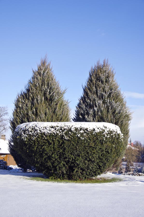 Decorative Evergreen Tree Bush in Winter Park Stock Image - Image of ...