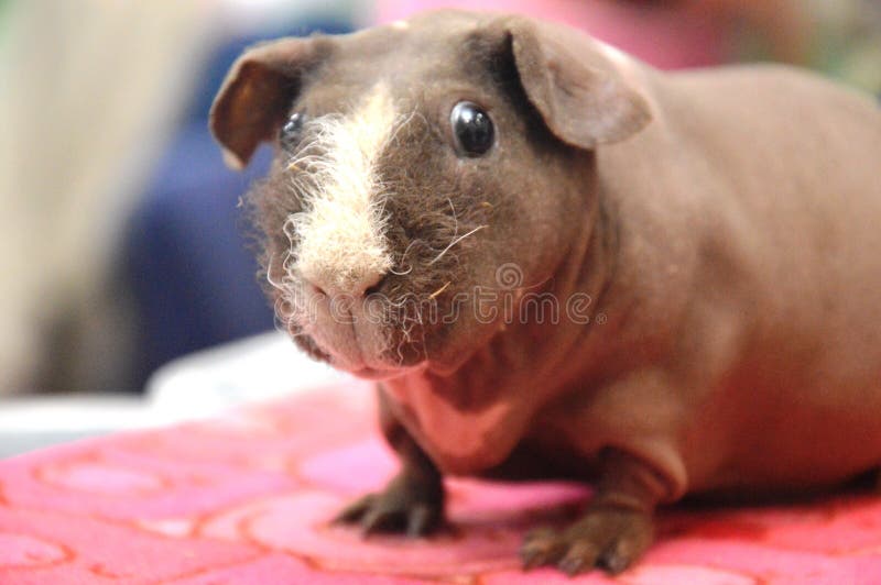 Guinea pig stock photo. Image of closeup, cavy, furry - 255159168