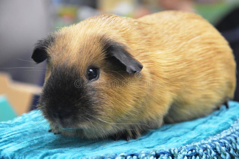 Guinea pig stock image. Image of playful, cavia, shot - 255158119